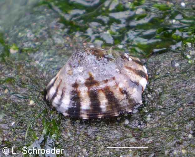 Gastropods - Acmaeidae, Lepetidae, Lottiidae, Siphonariidae, Trimusculidae
